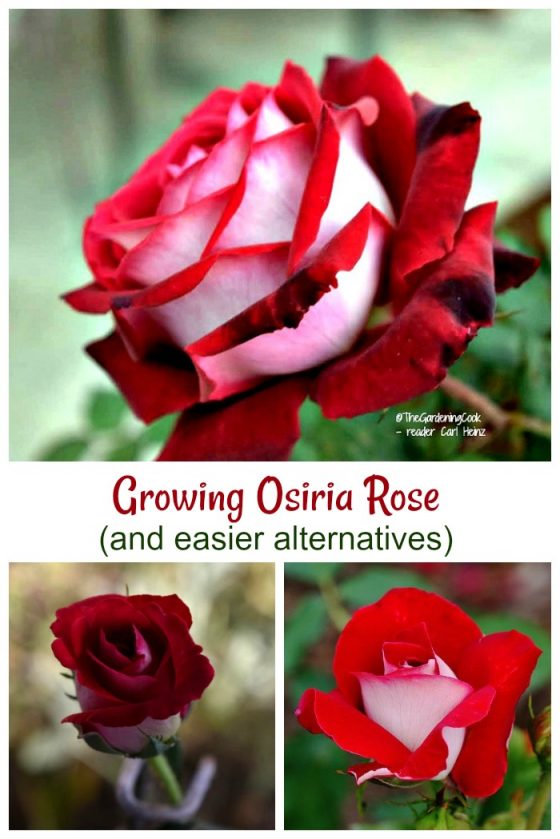 Osiria Rose Care - How to Take Care of Osiria Rose Bushes
