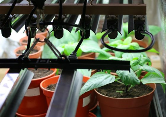 20 Seed Starting Tips - When to Sow and Tranplant + Printable