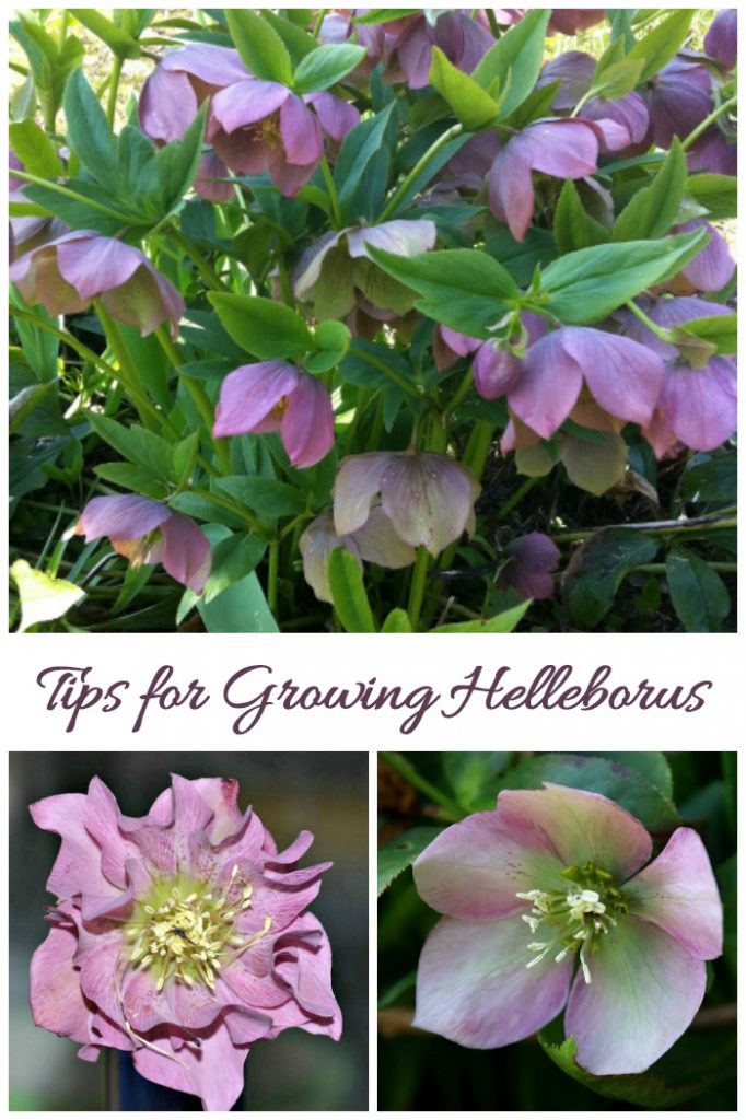 Growing Hellebores - Lenten Rose - How to Grow Helleborus