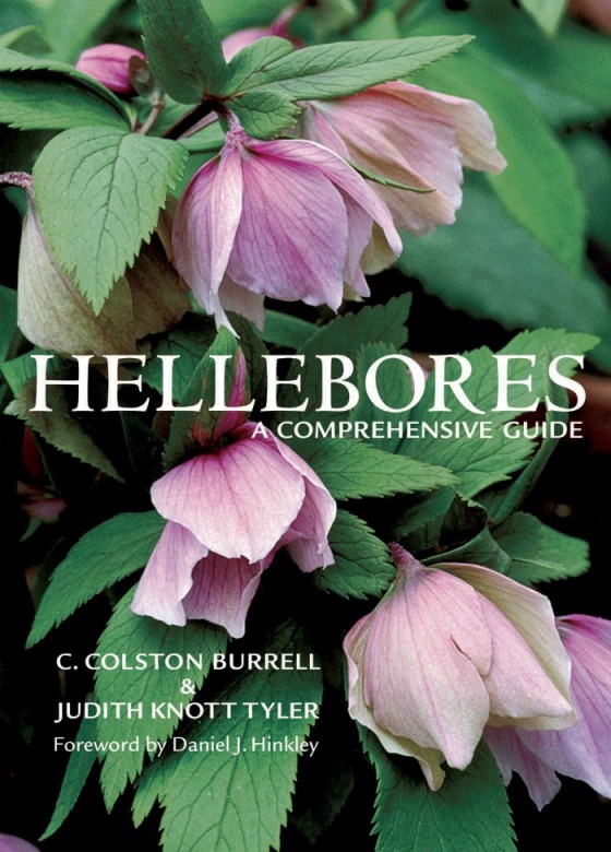 Growing Hellebores - Lenten Rose - How to Grow Helleborus