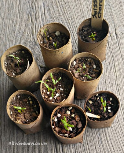 17 Seed Starter Pots You Can Make from Recycled Items