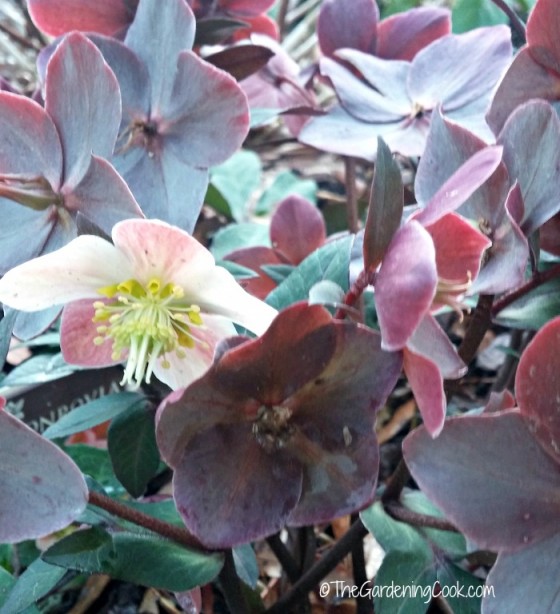 Growing Hellebores - Lenten Rose - How to Grow Helleborus