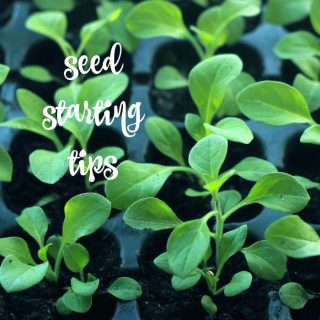 20 Seed Starting Tips - When to Sow and Tranplant + Printable