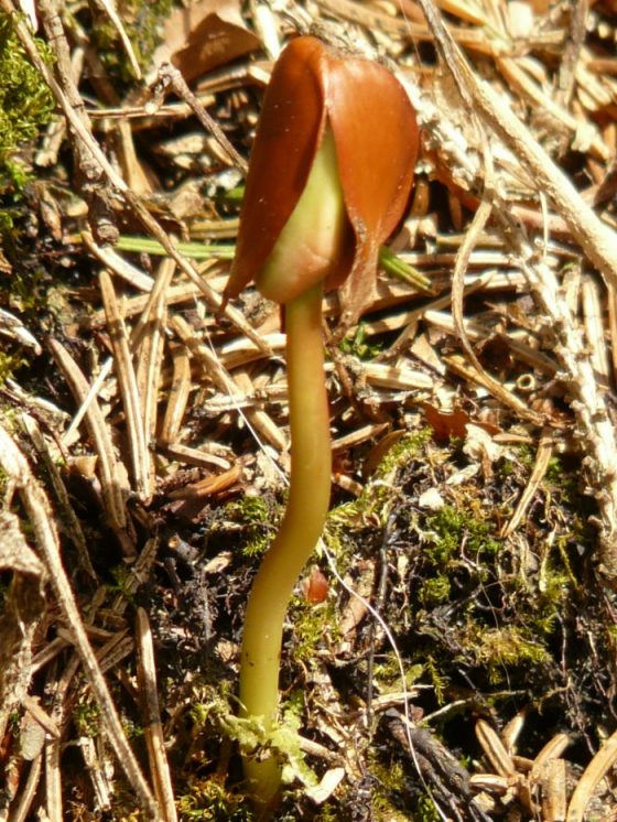 20 Seed Starting Tips - When to Sow and Tranplant + Printable