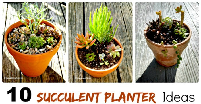 Rustic Succulent Planters - These Plants Can Really Take the Heat