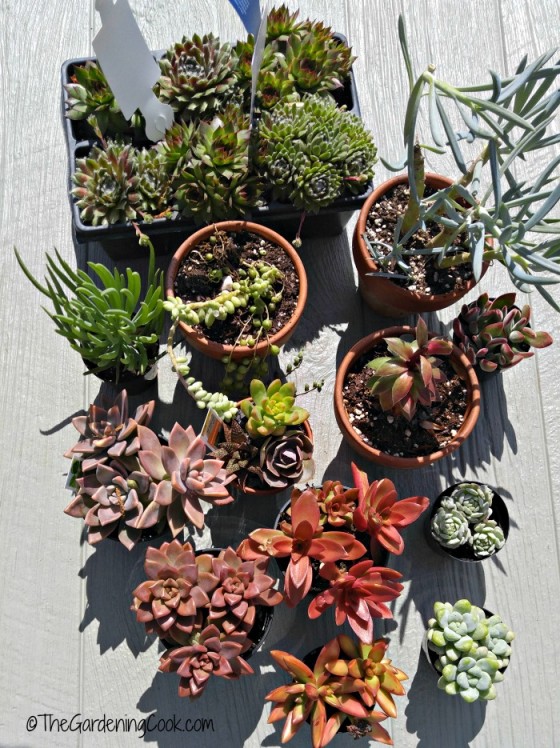 Rustic Succulent Planters - These Plants Can Really Take the Heat