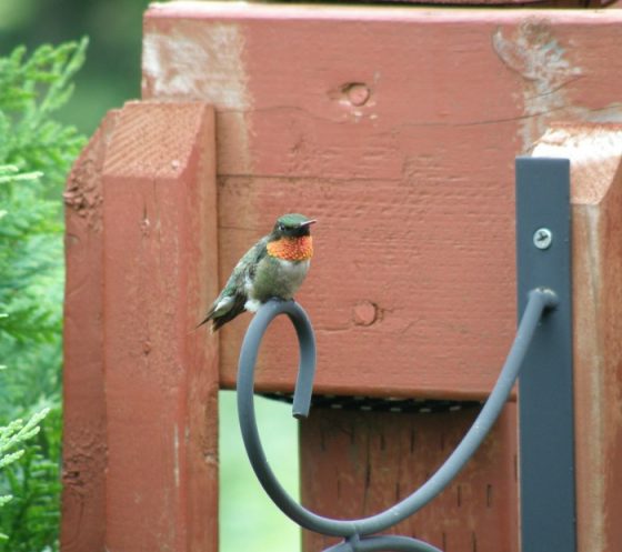 Attract Hummingbirds to your Garden in 10 Easy Steps