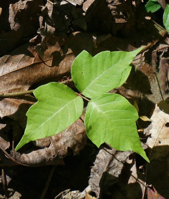 Poison Ivy Prevention - Natural Ways to Treat This Invasive Weed