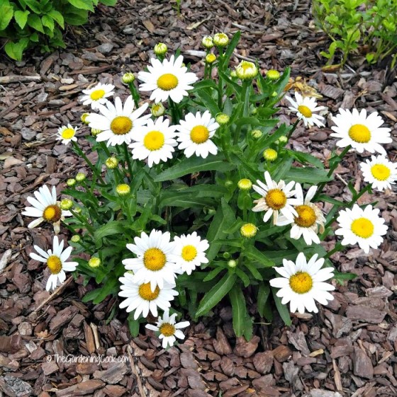 Hardy Perennials - My Top 20 Favorites - Print Shopping List -[Updated]