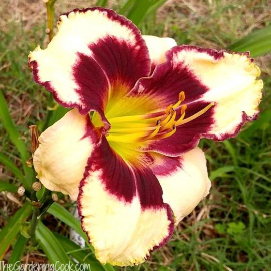 Daylily Photo Gallery - Names of Many Popular Daylily Varieties
