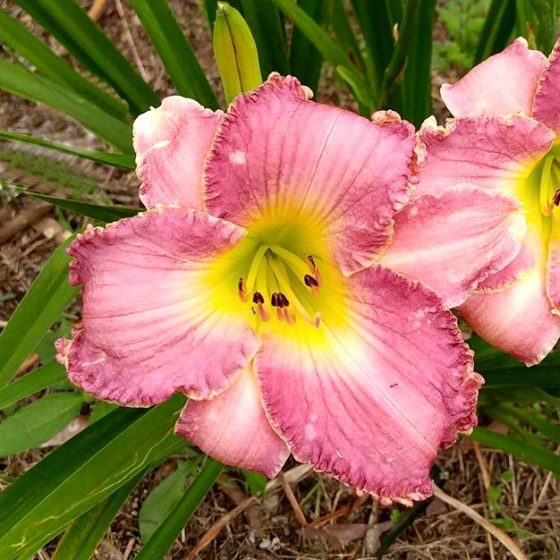 Daylily Photo Gallery - Names of Many Popular Daylily Varieties