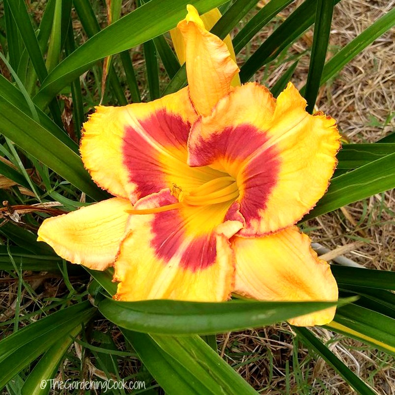 Daylily Photo Gallery - Names of Many Popular Daylily Varieties