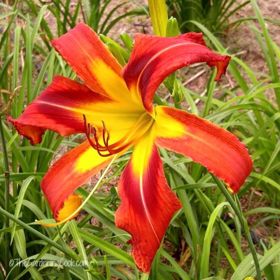 Daylily Photo Gallery - Names of Many Popular Daylily Varieties
