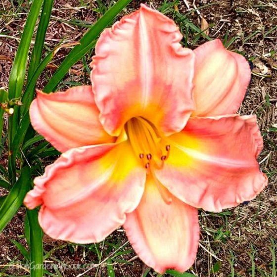 Daylily Photo Gallery - Names of Many Popular Daylily Varieties