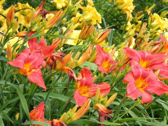 Daylily Photo Gallery - Names of Many Popular Daylily Varieties