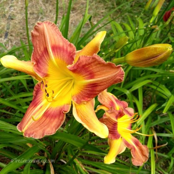 Daylily Photo Gallery - Names of Many Popular Daylily Varieties