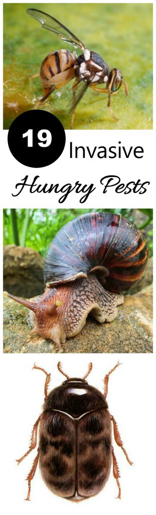Invasive Pests - How to Stop the Spread of these Insects