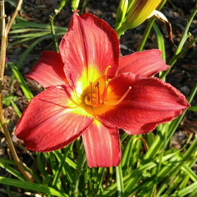 Daylily Photo Gallery - Names of Many Popular Daylily Varieties