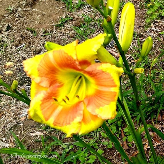 My Favorite Daylilies - A Garden Tour