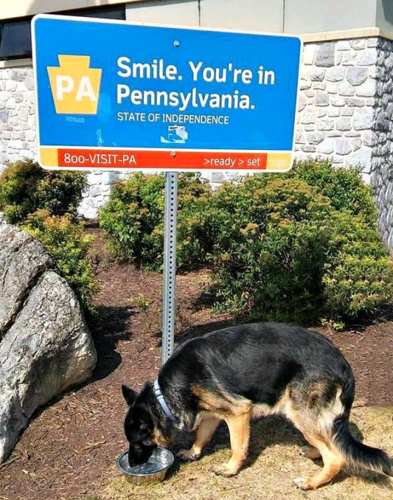 Dog Road Trip - 10 Tips to Make it a Success