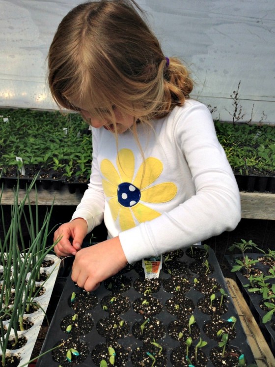 Growing Heirloom Seeds - Tips for Success