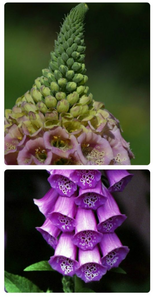 Caring for Foxglove Plants - Foxglove Biennial - Digitalis - Poisonous