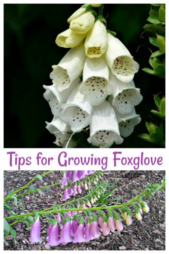 Caring for Foxglove Plants - Foxglove Biennial - Digitalis - Poisonous
