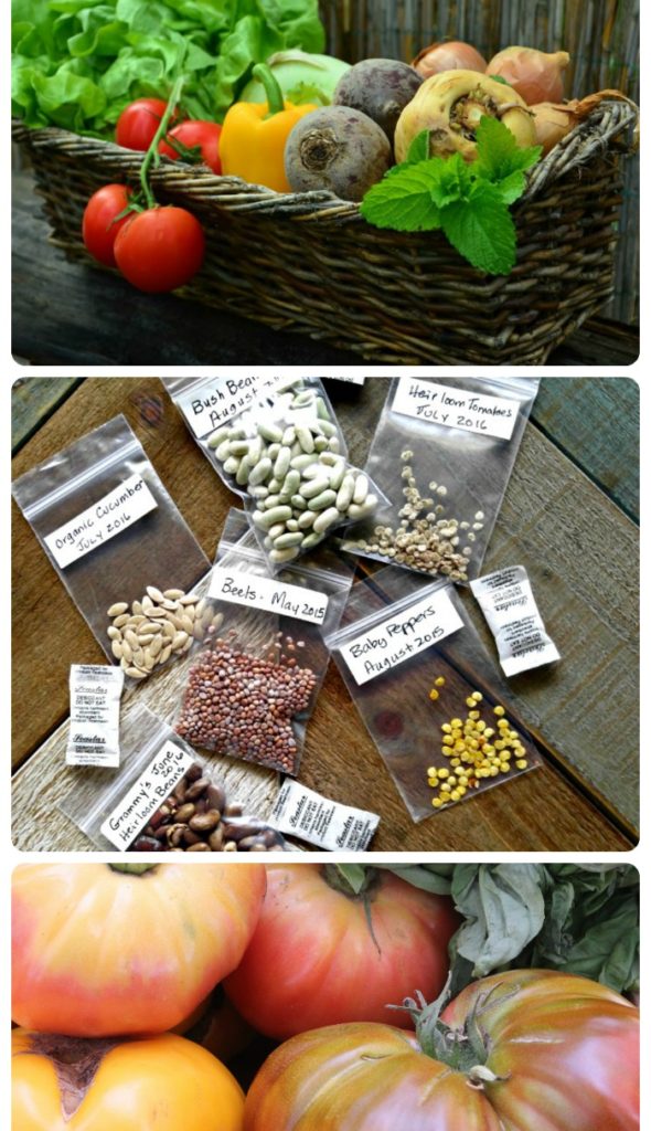 Growing Heirloom Seeds - Tips for Success