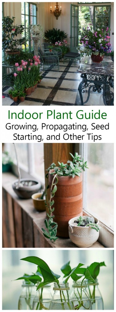 Growing Indoor Plants - A Guide to Choosing and Growing Plants Inside