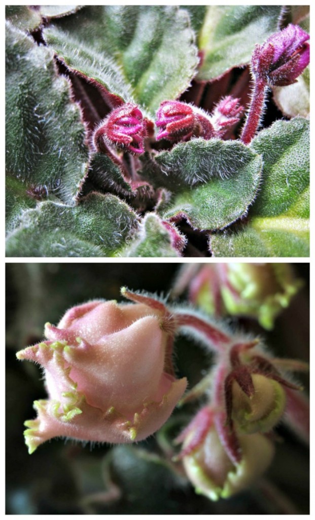 African Violets - Tips for this Popular Indoor Flowering Plant