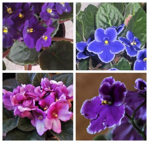African Violets - Tips for this Popular Indoor Flowering Plant
