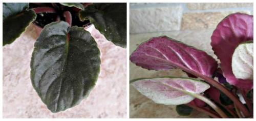 African Violets - Tips for this Popular Indoor Flowering Plant