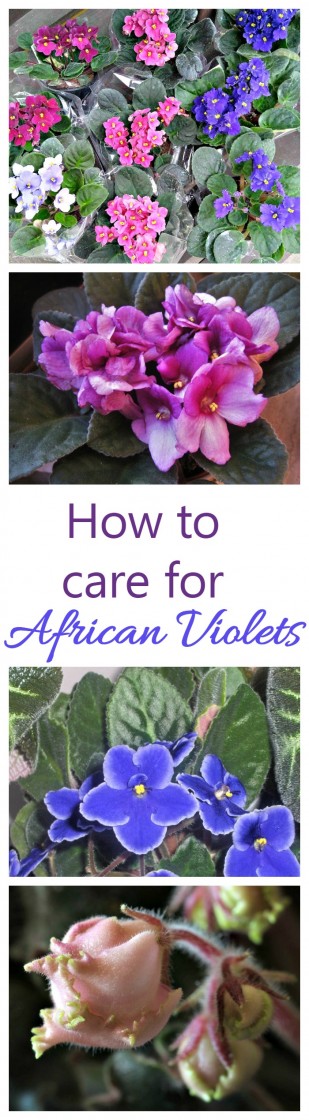 African Violets - Tips for this Popular Indoor Flowering Plant