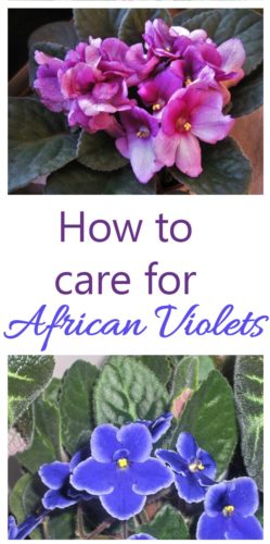 African Violets - Tips for this Popular Indoor Flowering Plant