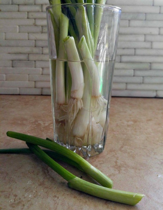 Regrow Spring Onions in Water - Fun Gardening Hack