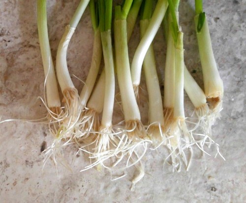 Regrow Spring Onions in Water - Fun Gardening Hack