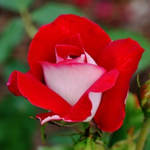 Osiria Rose Photo Gallery - Hard to Find Hybrid Tea Rose