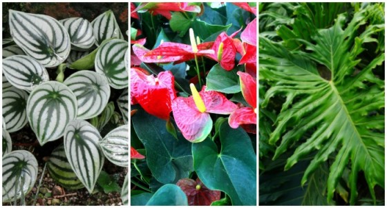 Growing Indoor Plants - A Guide to Choosing and Growing Plants Inside