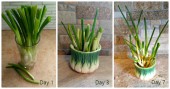 Regrow Spring Onions in Water - Fun Gardening Hack