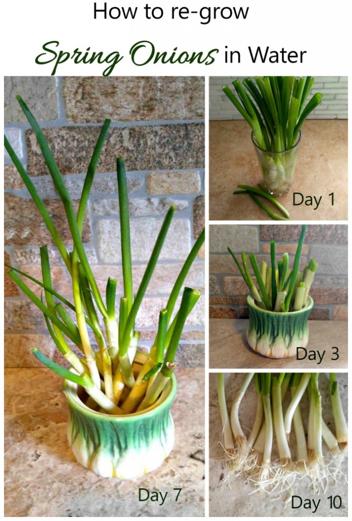 How to Regrow Spring Onions in Water - Green Onions from Scraps