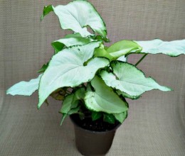 Arrowhead Plant Care - Tips for Growing Syngonium Podophyllum
