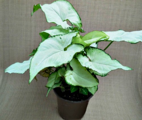 Arrowhead Plant Care - Tips for Growing Syngonium Podophyllum