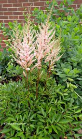 Astilbe Colors - The Stars of a Shade Garden