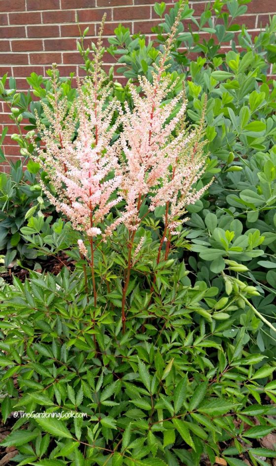 Astilbe Colors - The Stars of a Shade Garden