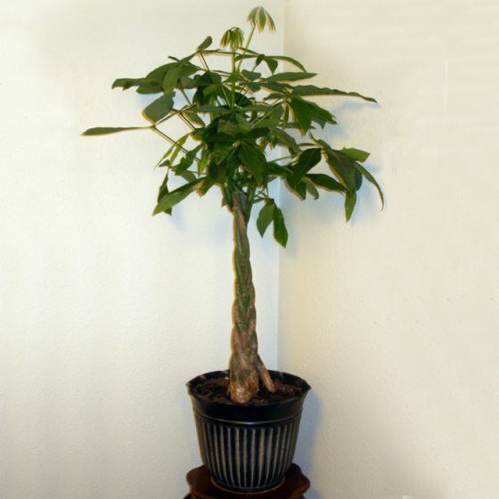 Braided Money Tree Plant - A Symbol of Luck and Prosperity