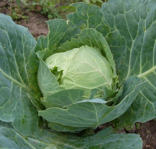 Cold Hardy Vegetables let You Get a Head Start on Spring