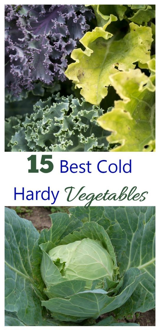 Cold Hardy Vegetables let You Get a Head Start on Spring