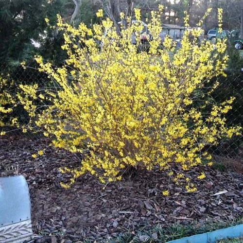 Fast Growing Forsythia Bushes Bring Spring Color to the Garden
