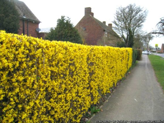 Fast Growing Forsythia Bushes Bring Spring Color to the Garden