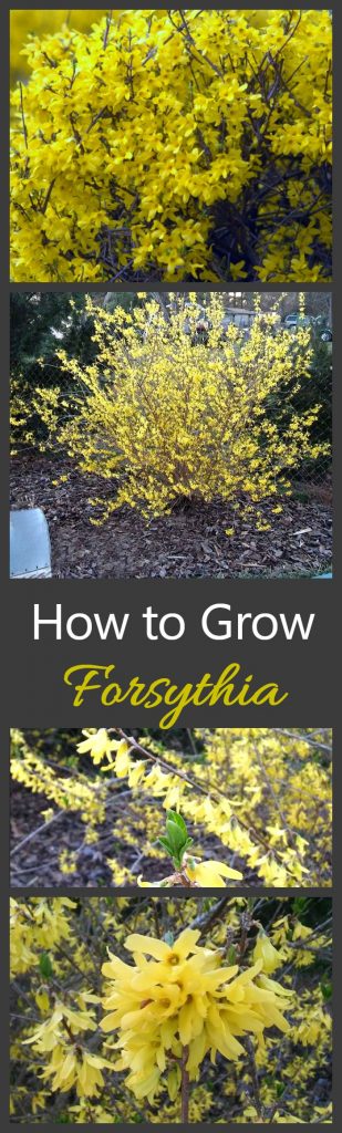 Fast Growing Forsythia Bushes Bring Spring Color to the Garden